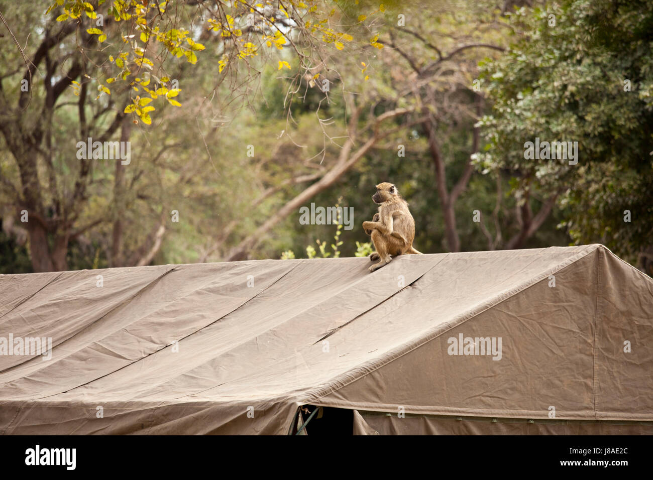 africa, monkey, wildlife, baboon, animal, mammal, wild, africa, monkey ...