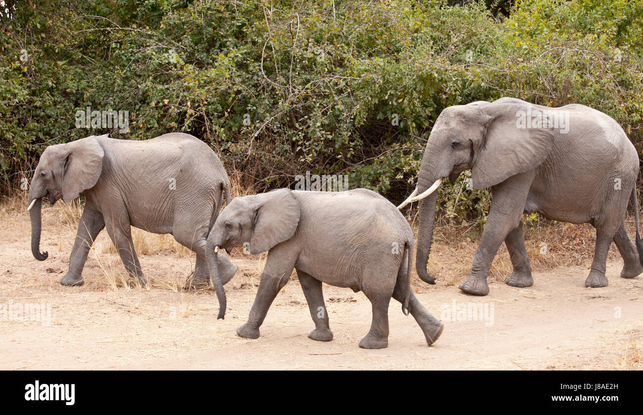 wild, africa, elephant, wildlife, African, safari, big, large, enormous ...