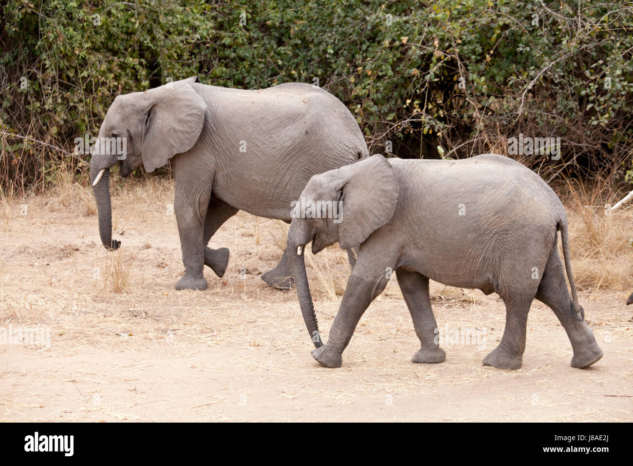wild, africa, elephant, wildlife, African, safari, big, large, enormous ...