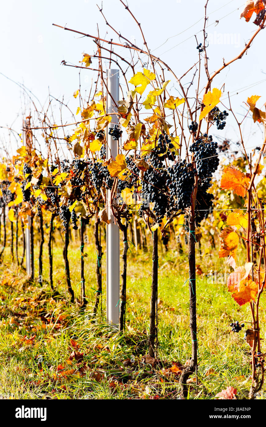 fall, autumn, agriculture, farming, flora, europe, harvest, vineyard ...