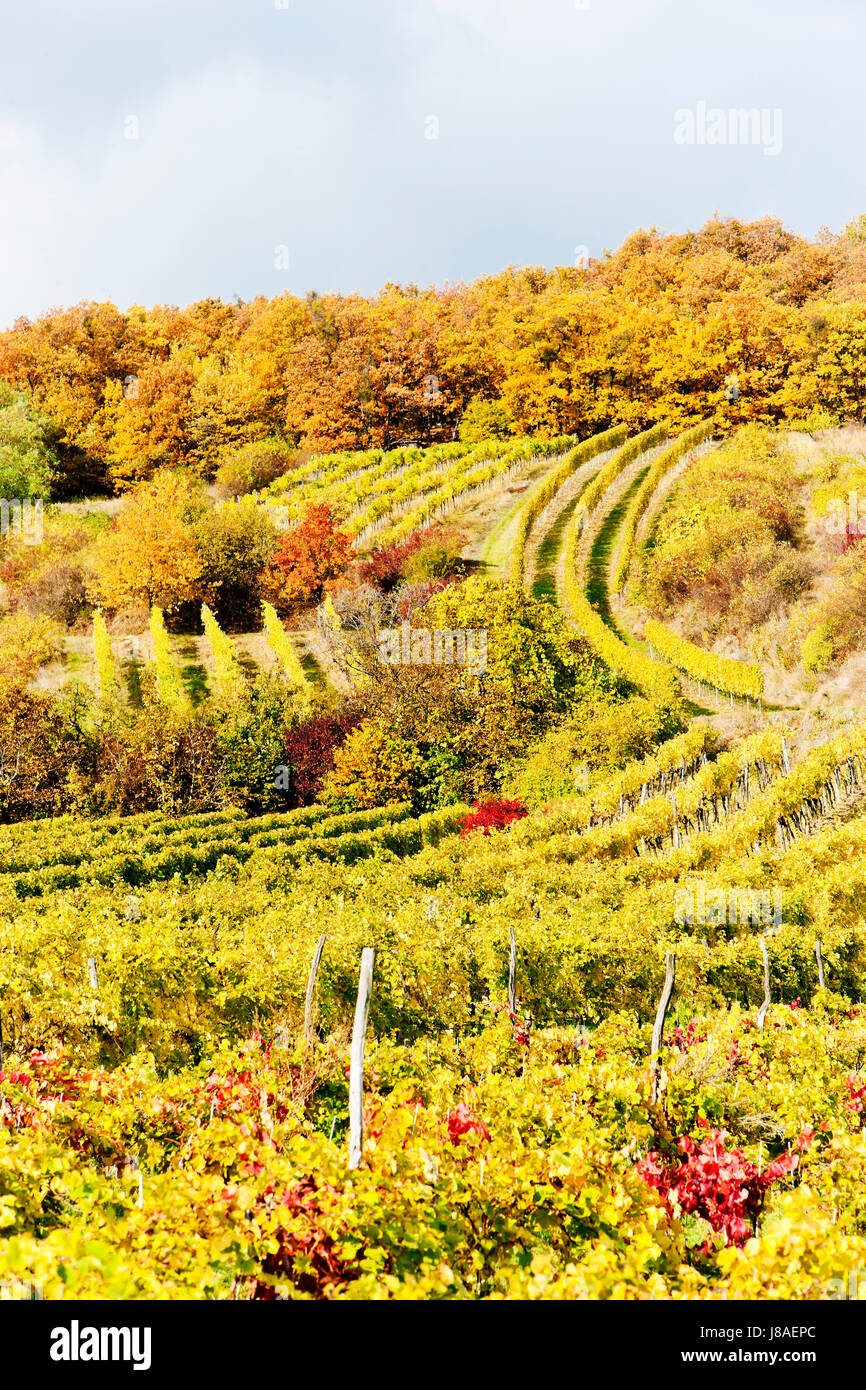 fall, autumn, arrangement, agriculture, farming, austria, europe ...