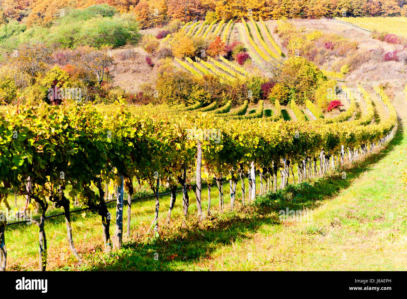 fall, autumn, arrangement, agriculture, farming, austria, europe ...
