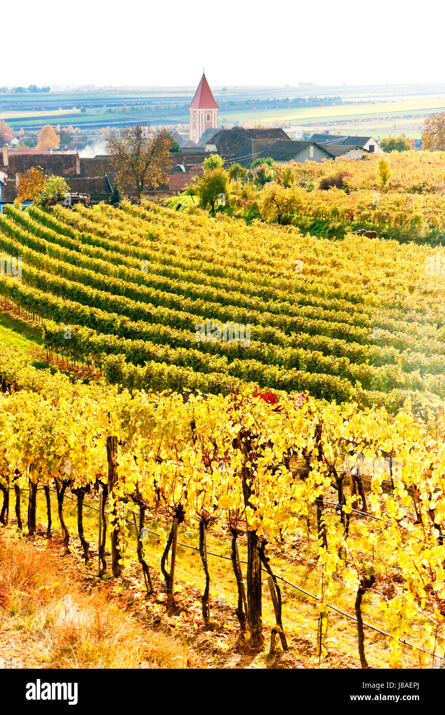 fall, autumn, arrangement, agriculture, farming, austria, europe ...