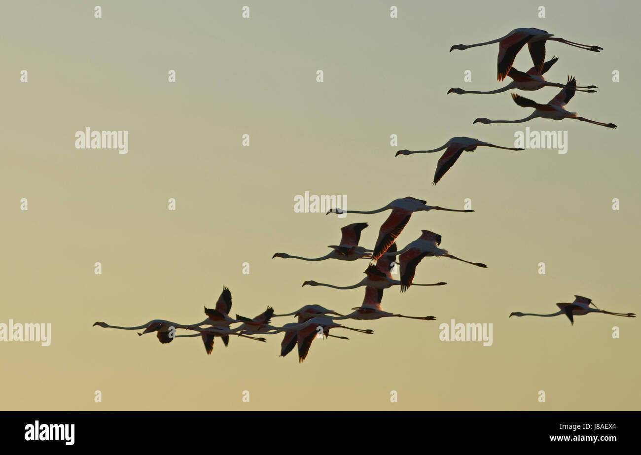 flamingos in flight Stock Photo - Alamy