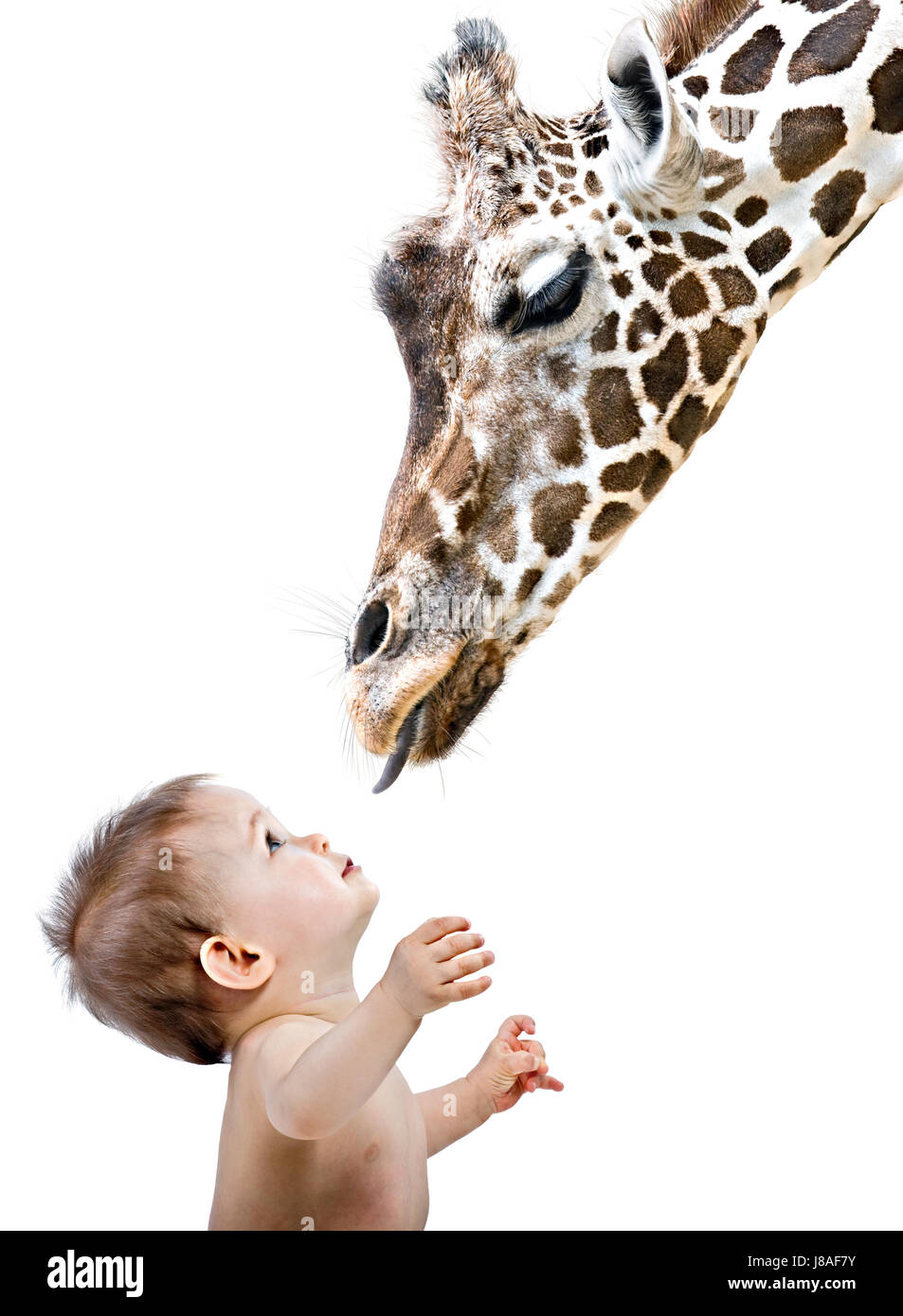 giraffe and human Stock Photo - Alamy
