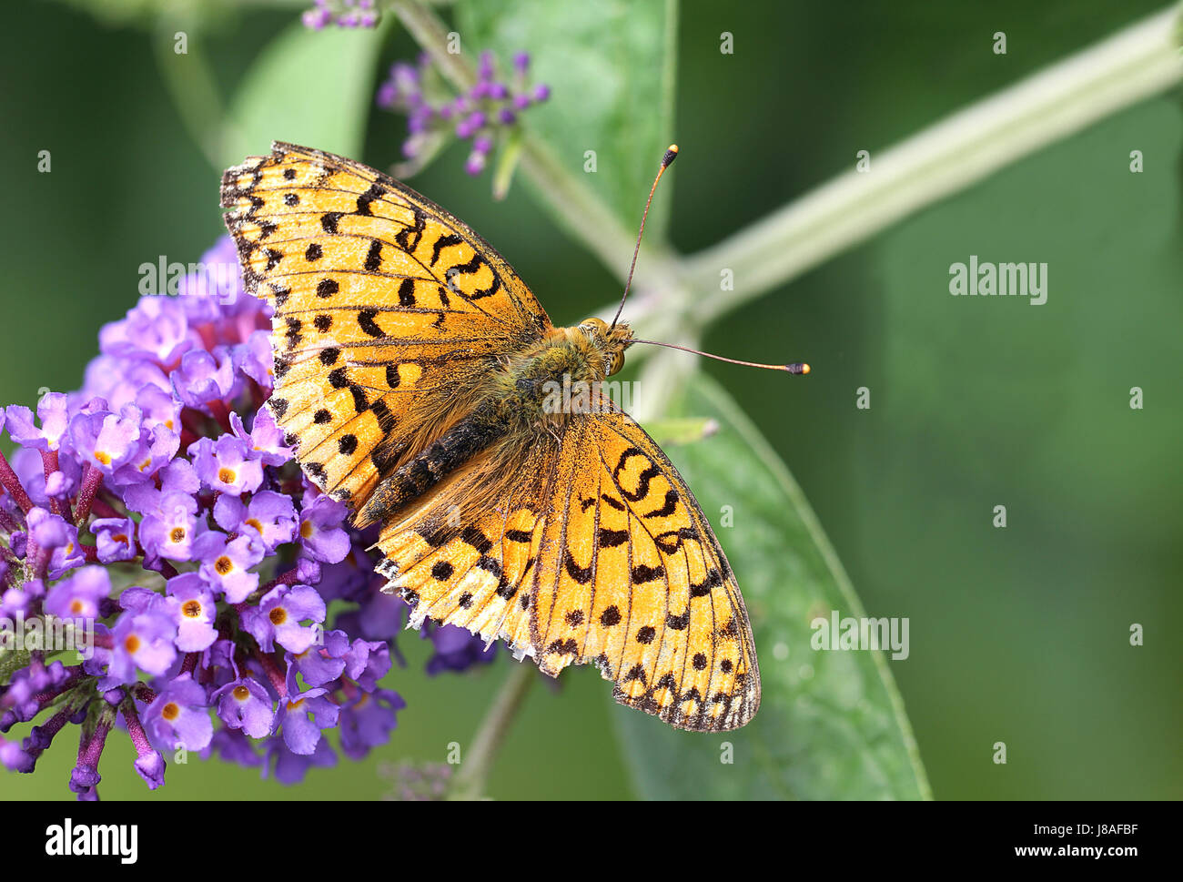 drawn by falter life Stock Photo - Alamy