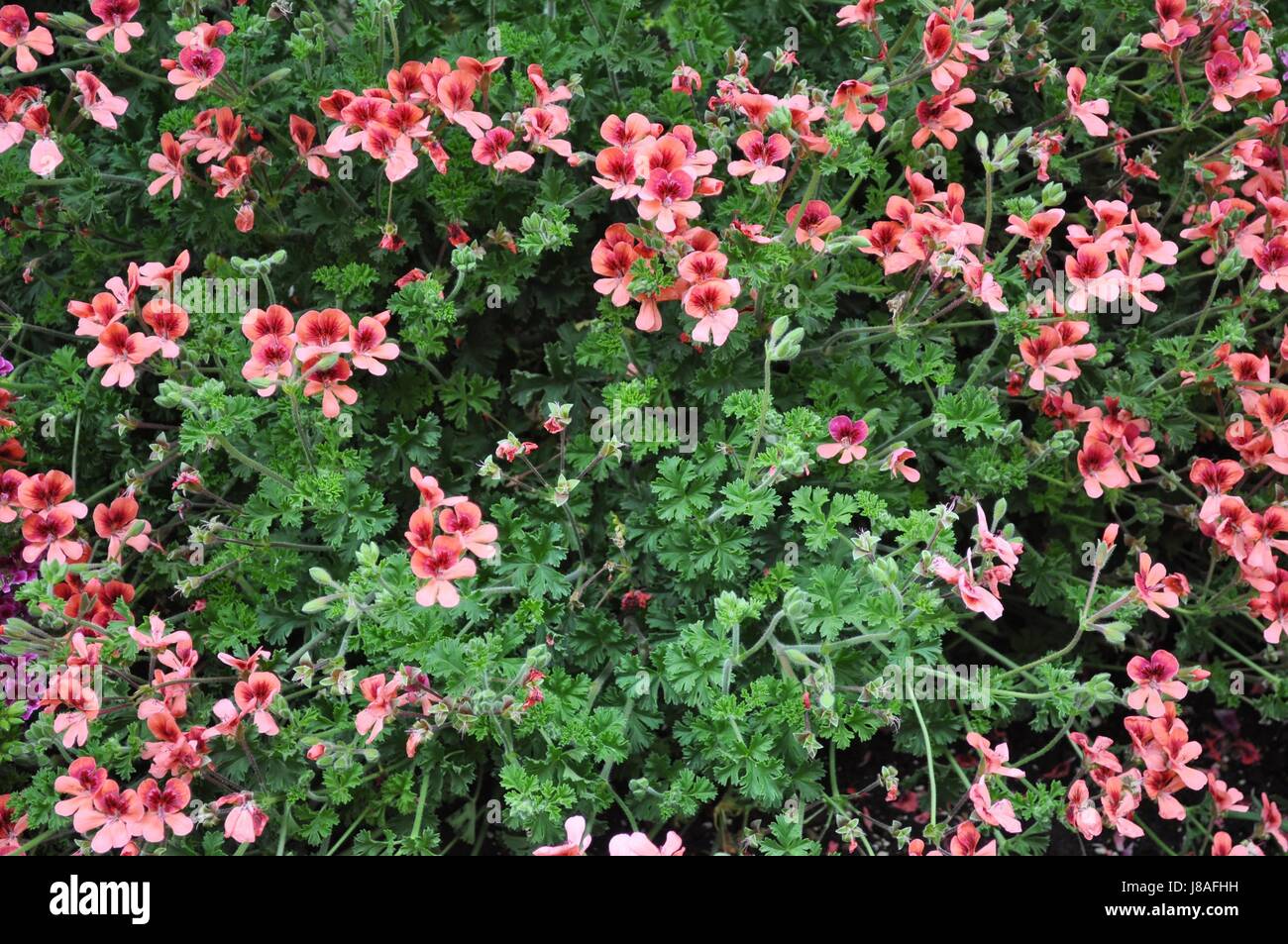flower, plant, geranium, geraniums, leaf, tree, flower, plant, leaves ...