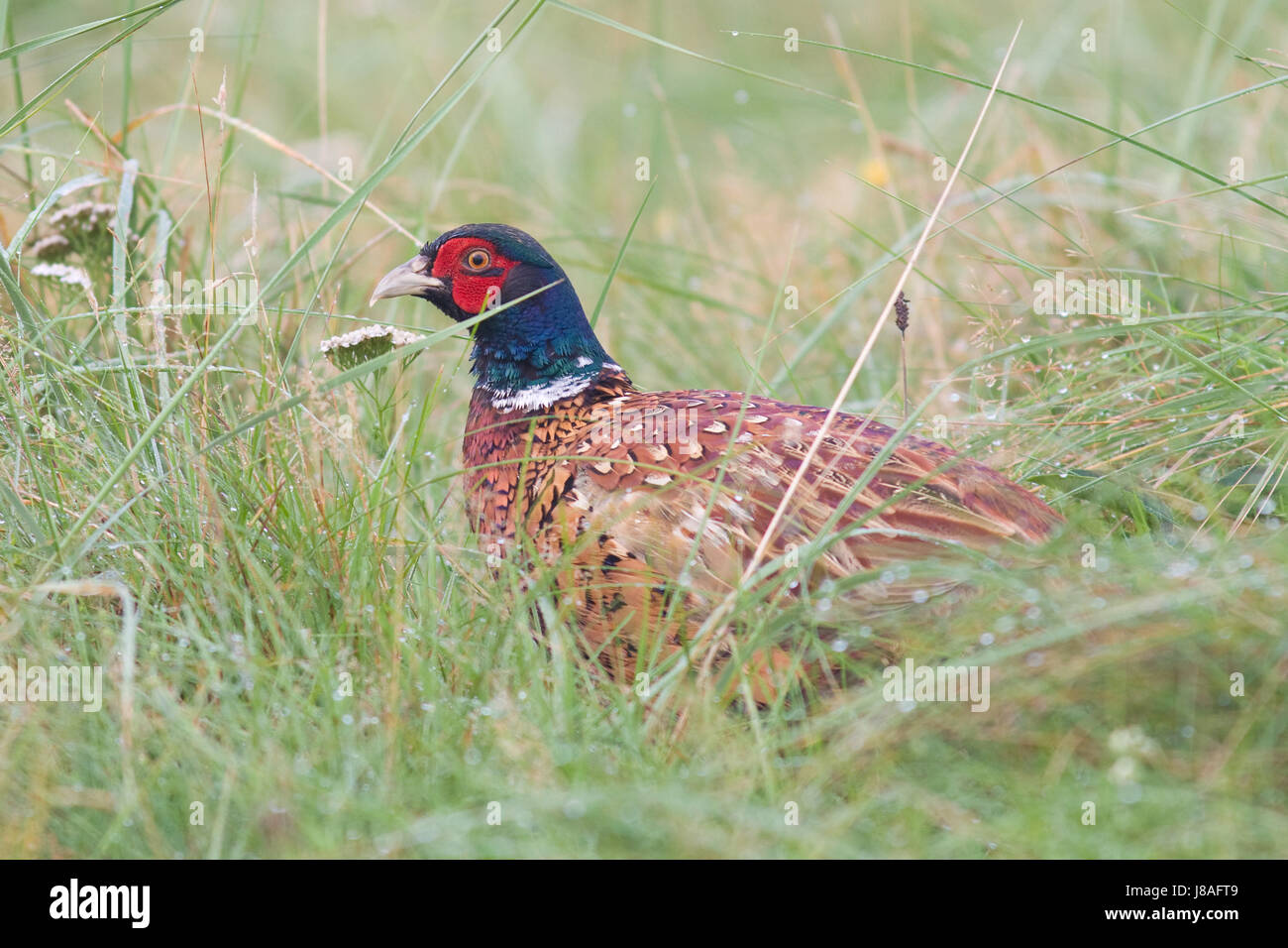 Male pheasant landscape format hi-res stock photography and images - Alamy