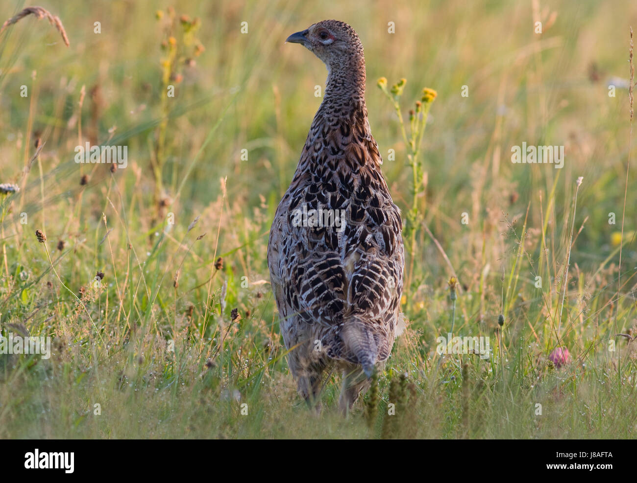 Landscape format female pheasant hi-res stock photography and images - Alamy