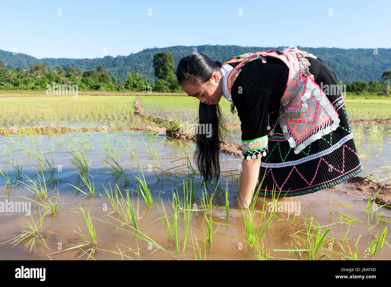 working on rice field Stock Photo - Alamy