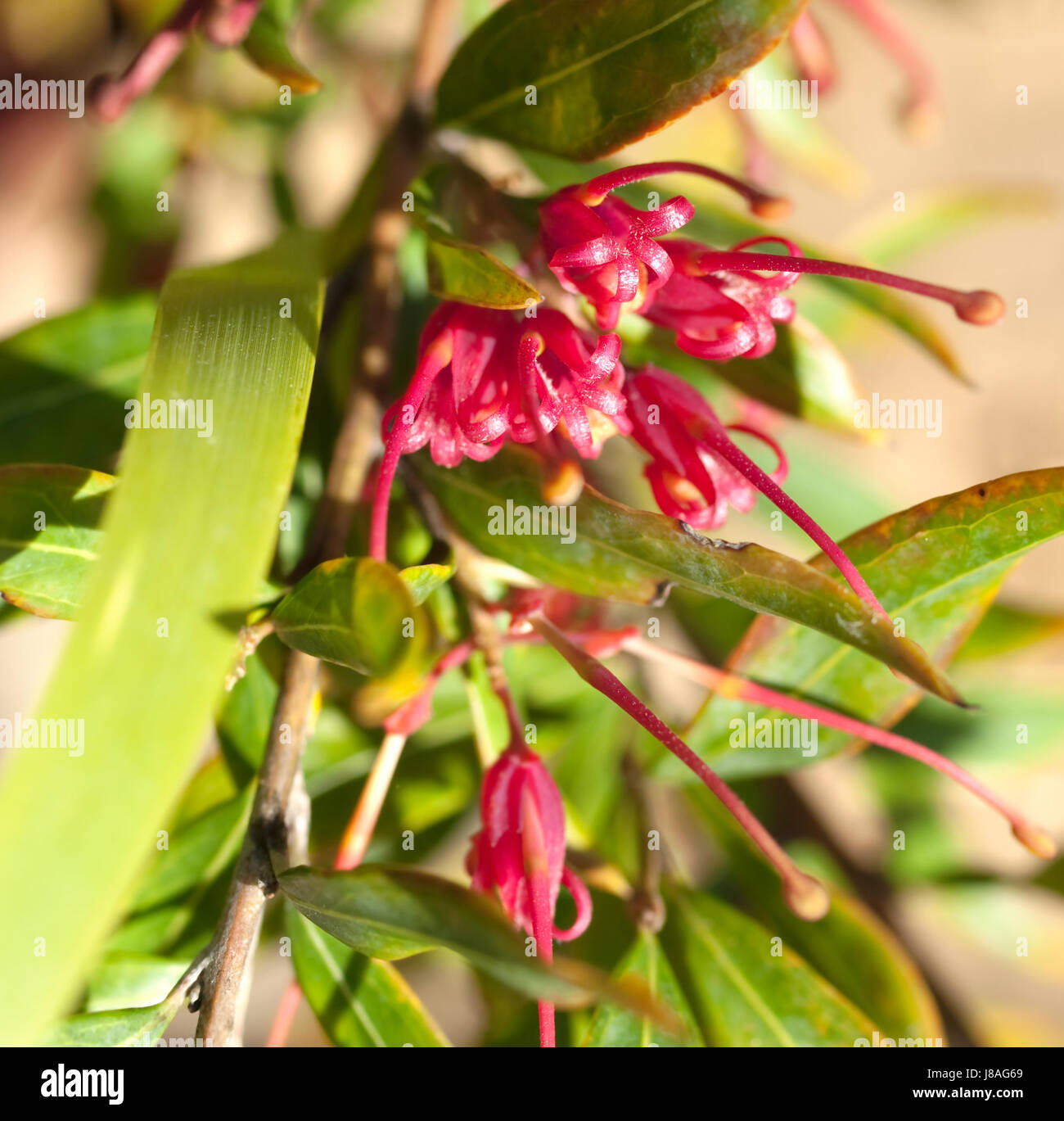 shrub, australian, flower, plant, bloom, blossom, flourish, flourishing ...