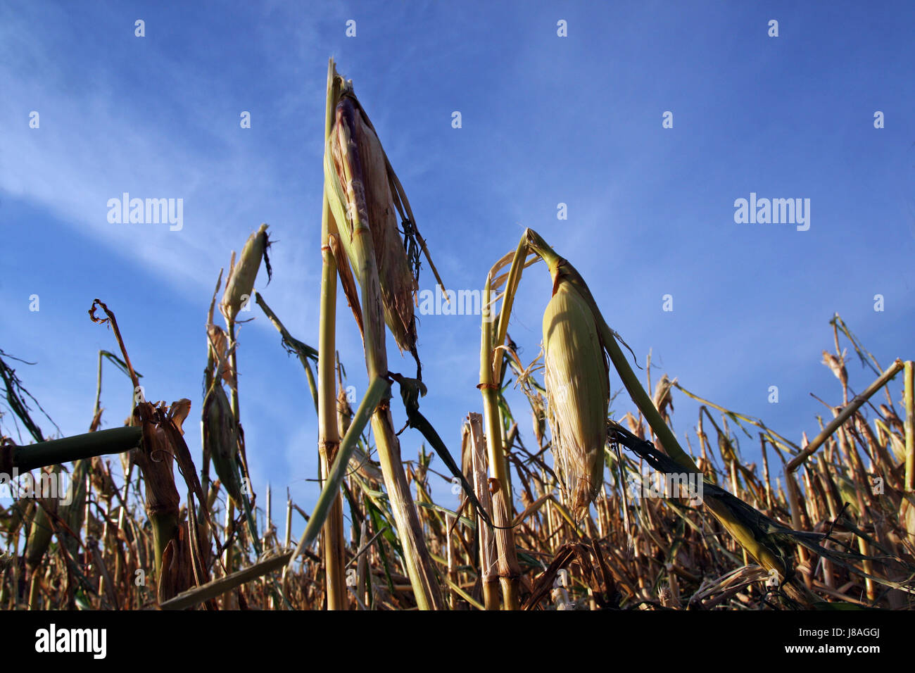 corn field after hail and storm Stock Photo - Alamy