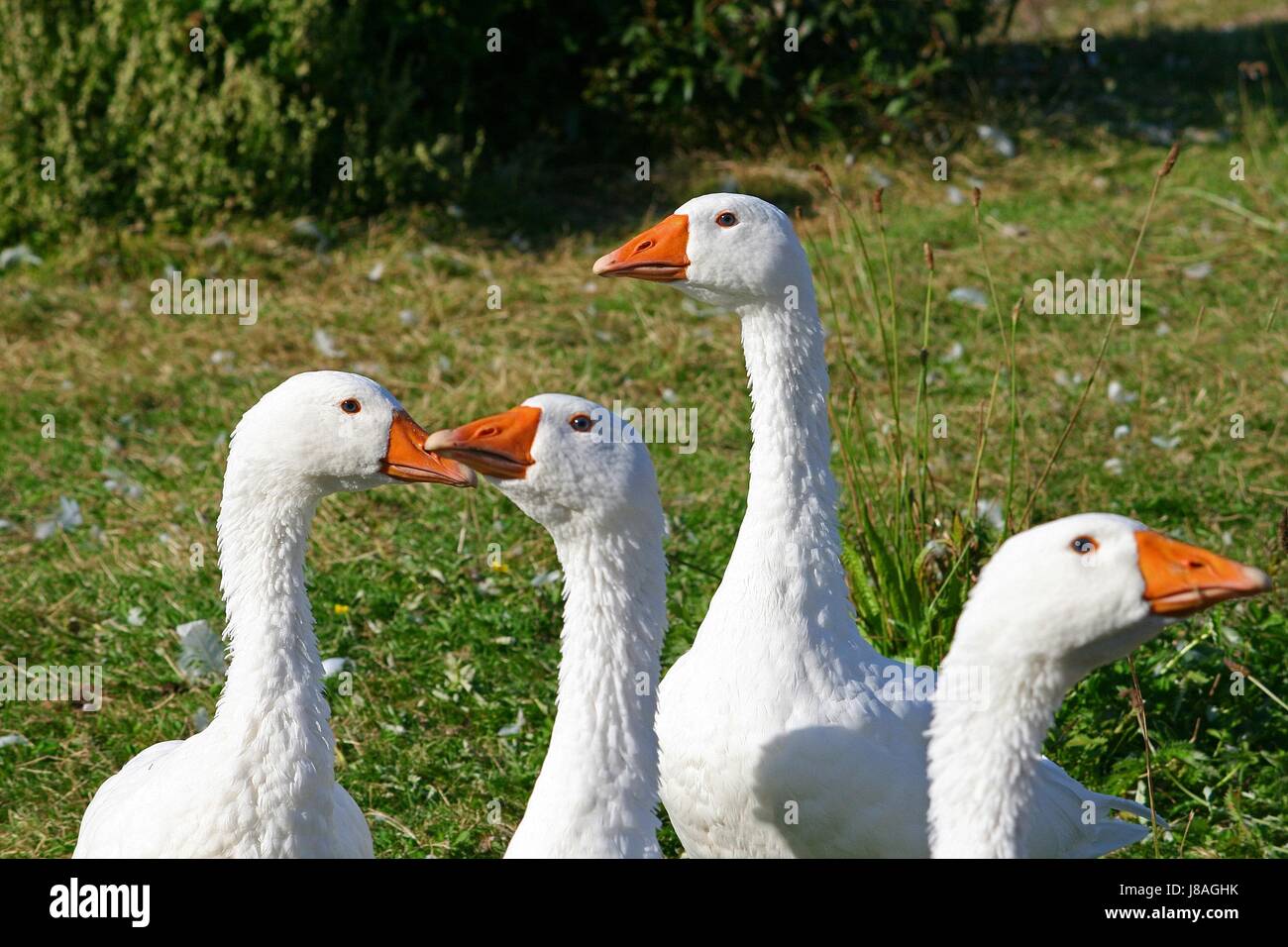 Vier profile hi-res stock photography and images - Alamy