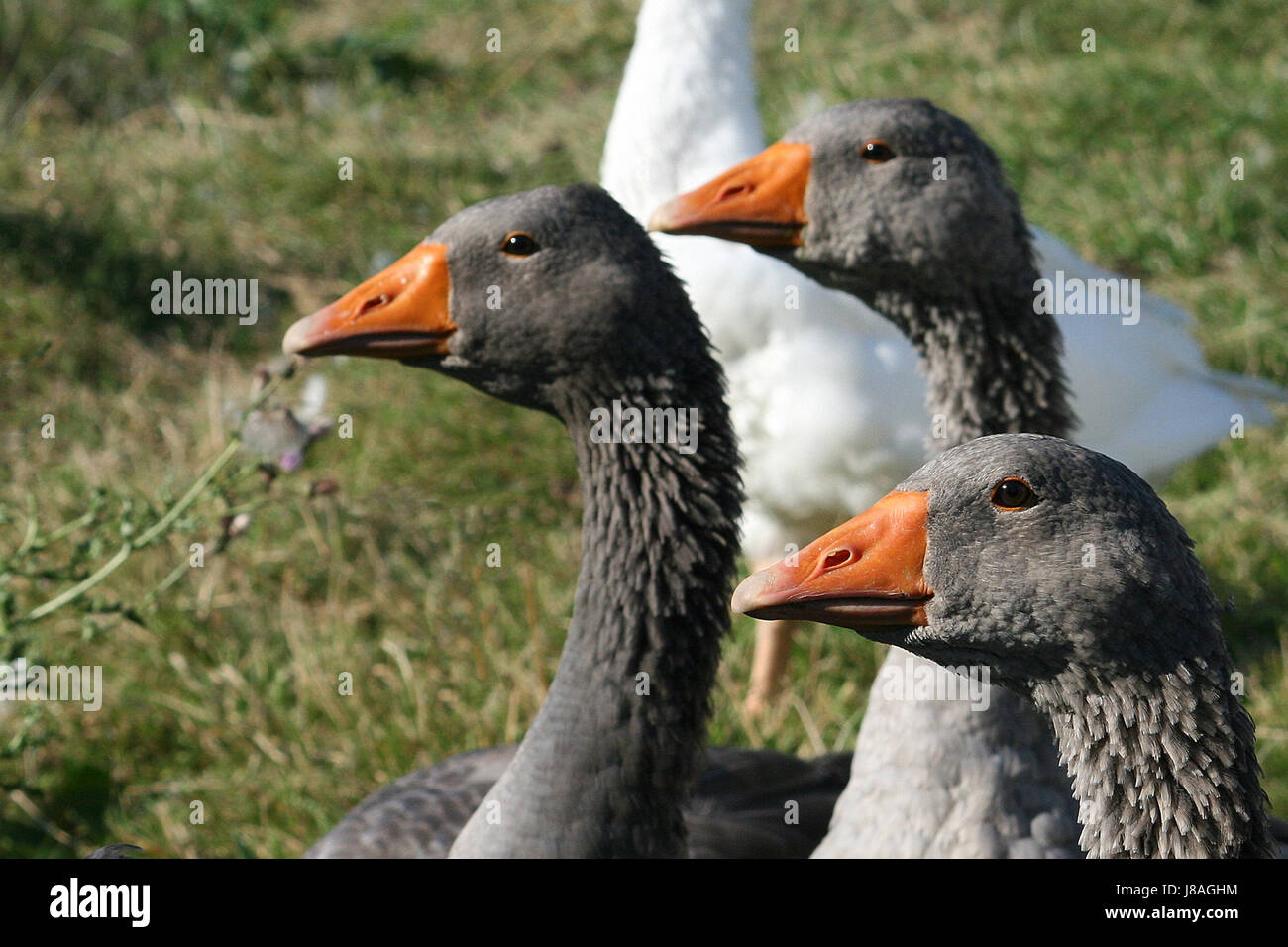 profile, bucolic, bird, birds, lateral, beak, three, geese, breed ...