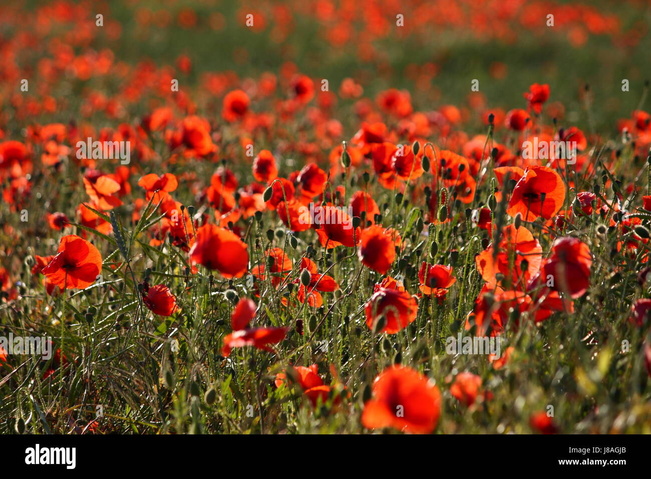 poppy, evening tendency, poppy, red, mohnblumen feld, roter mohn, mohnblumen Stock Photo - Alamy