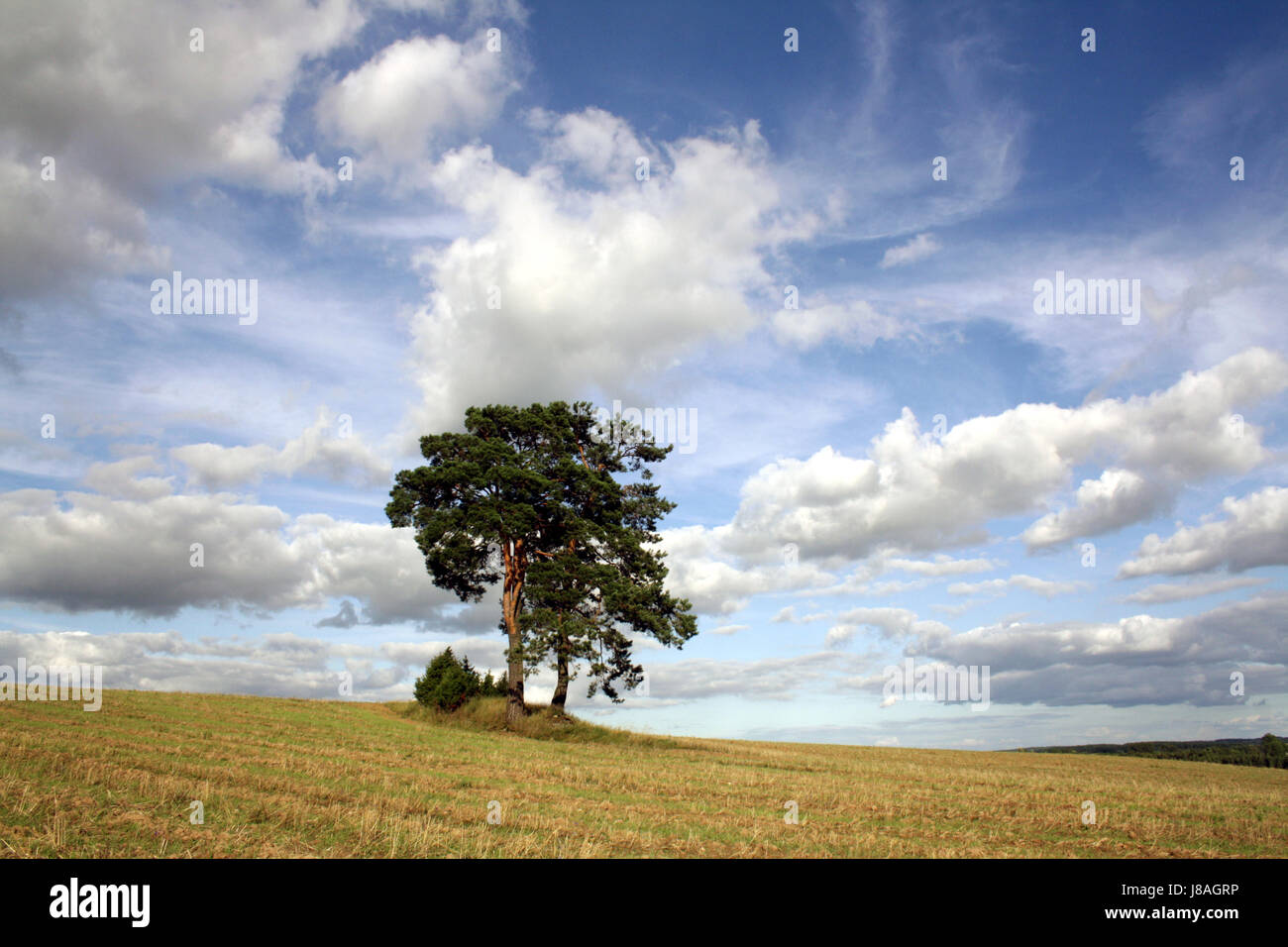 blue, tree, pine, field, clouds, firmament, sky, blue, tree, pine ...