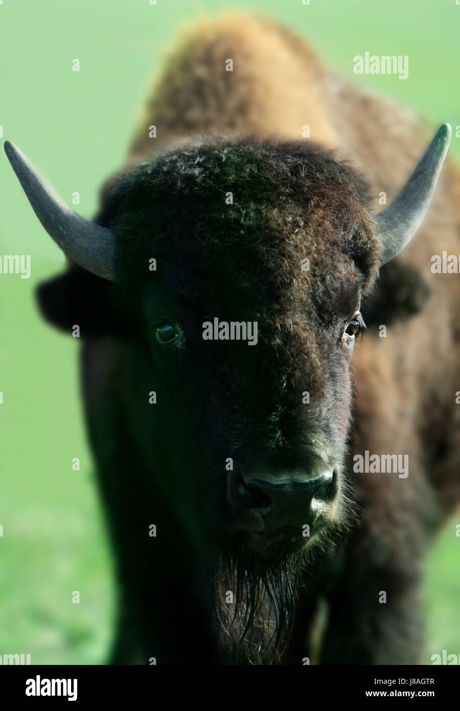 danger, travel, park, animal, mammal, wild, tourism, bull, blank ...