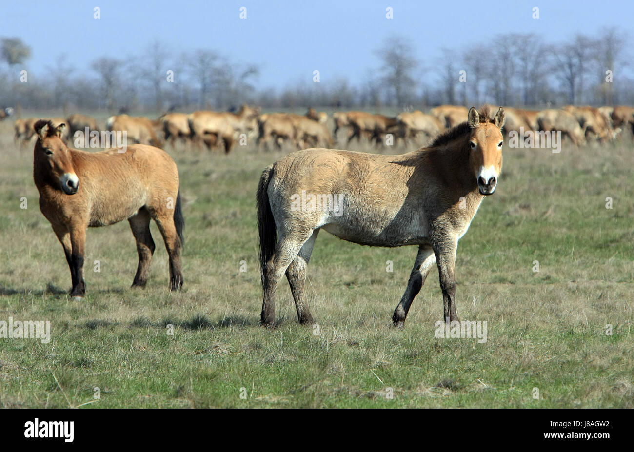 park, horse, animal, mammal, wild, animals, spring, bouncing, bounces ...