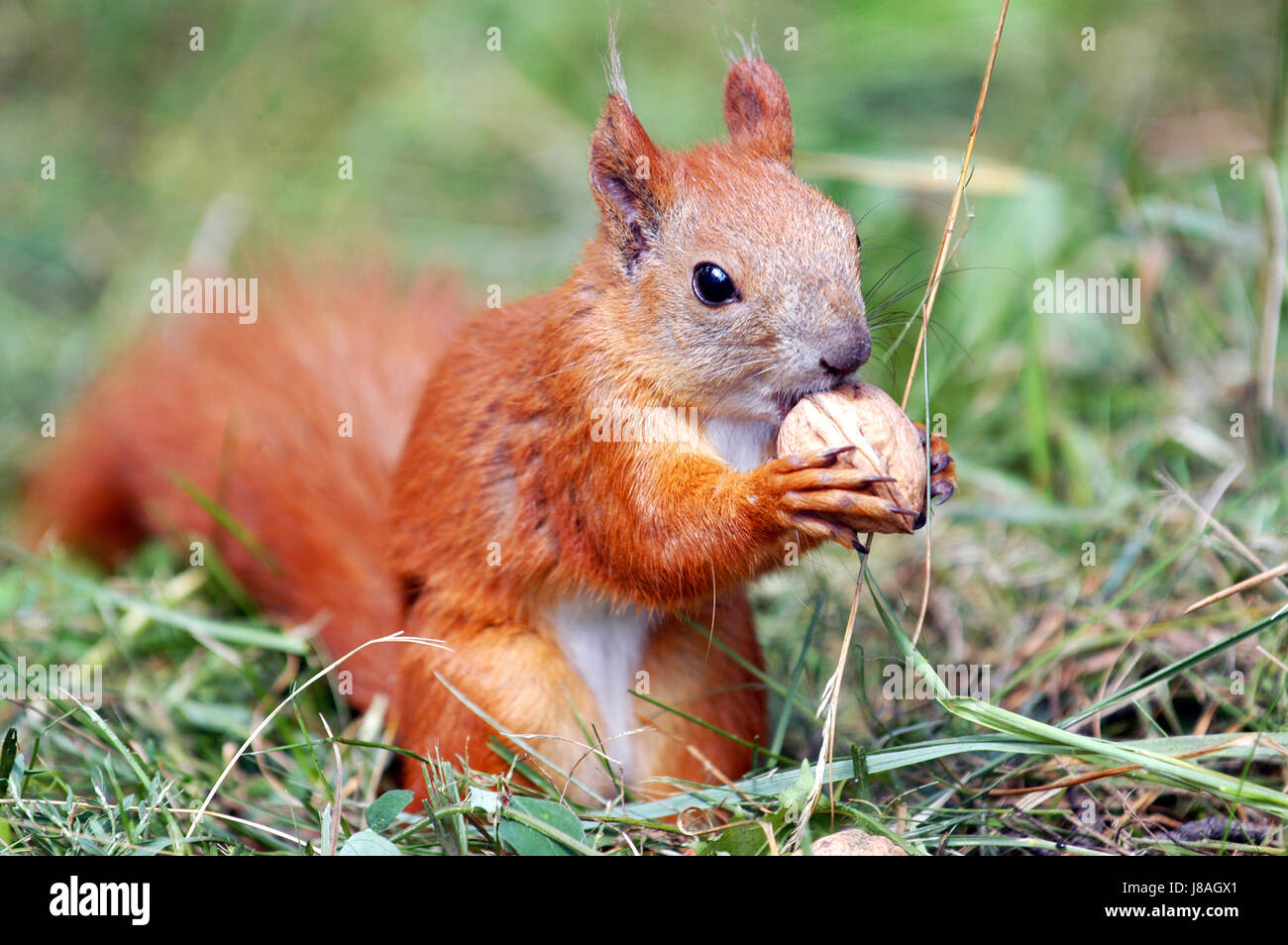 food, aliment, tree, park, stone, animal, wood, eyes, rodent, fur ...