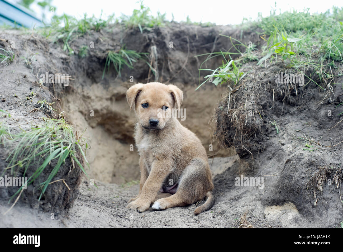 wait, waiting, park, mammal, animals, portrait, lost, eye, organ, pets ...