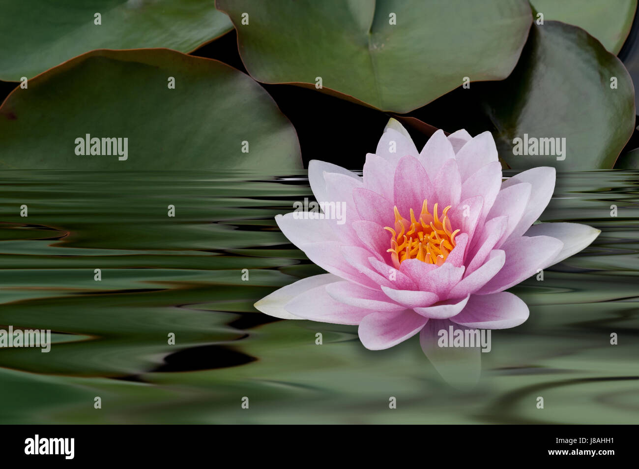 pink water lily Stock Photo - Alamy