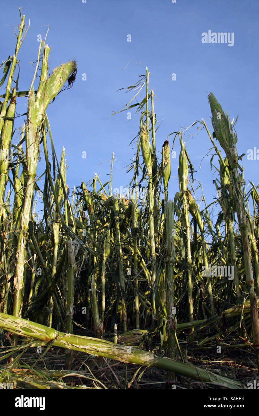 agriculture, farming, thunder-storm, corn, hail, cornfield, storm, gale ...