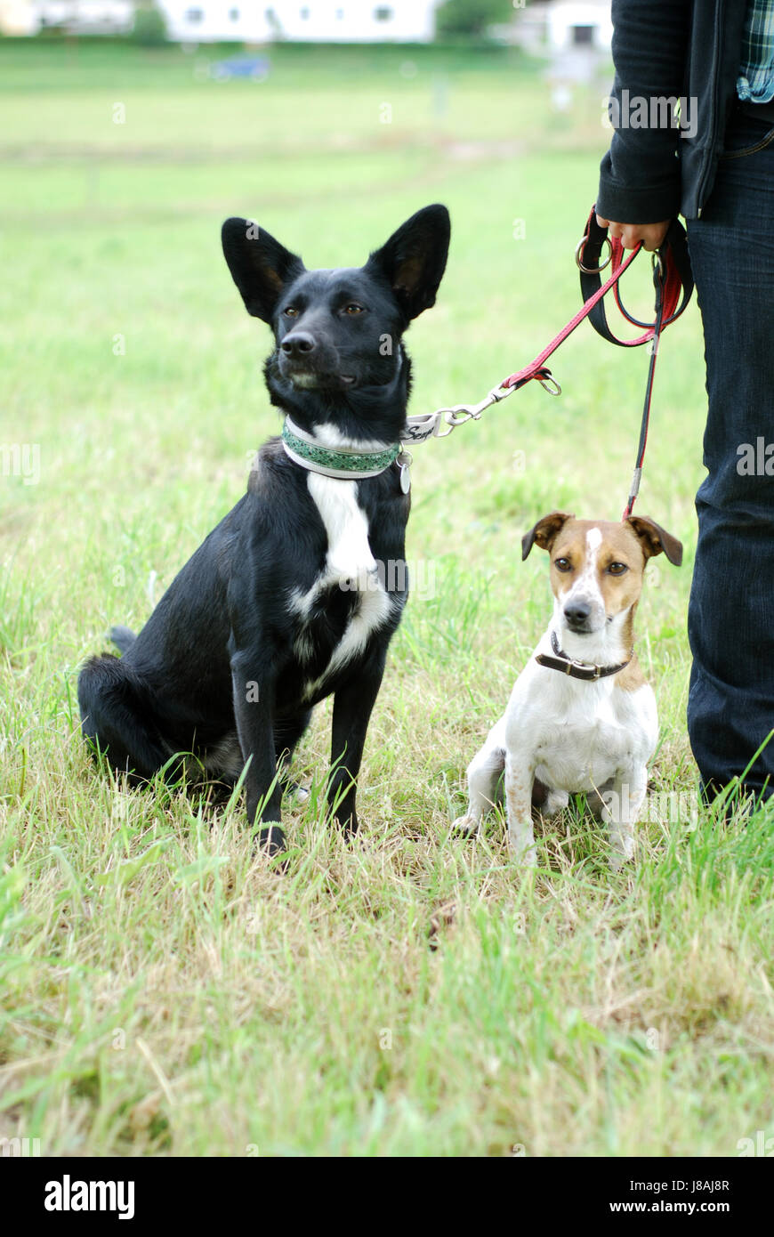 woman, dogs, leash, wait, waiting, legs, walk, go, going, walking ...