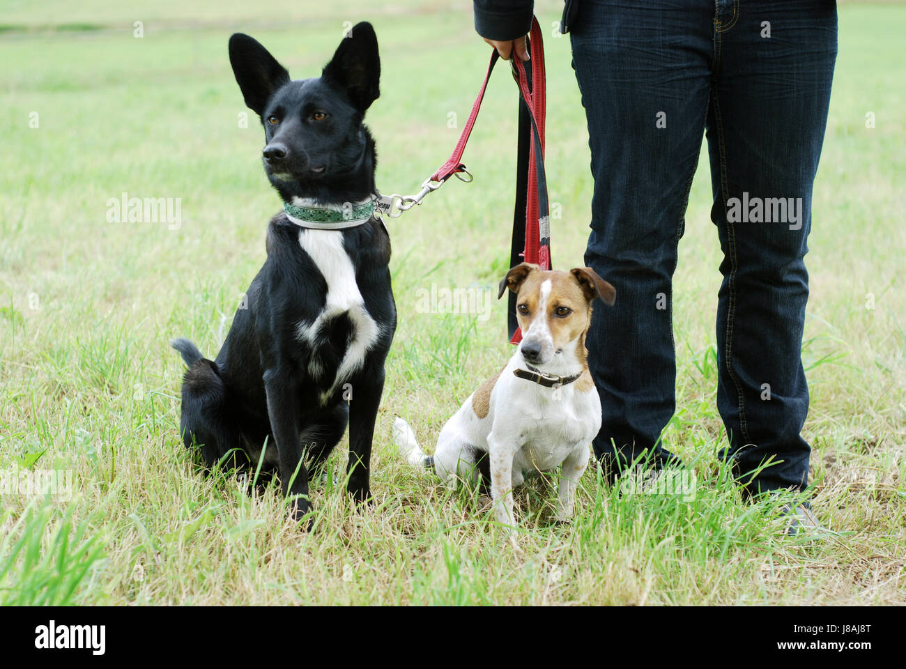 woman, dogs, leash, wait, waiting, legs, walk, go, going, walking ...