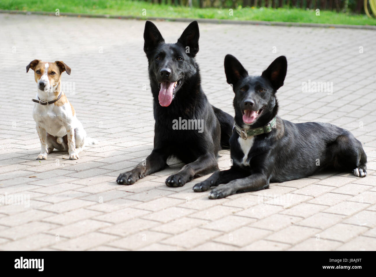 dog, dogs, terrier, purebred, wait, waiting, friendship, animal, pet ...