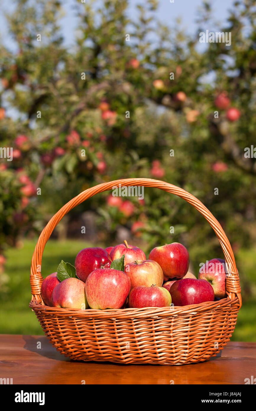 agriculture, farming, apple tree, fruit, apples, apple, dessert fruit ...