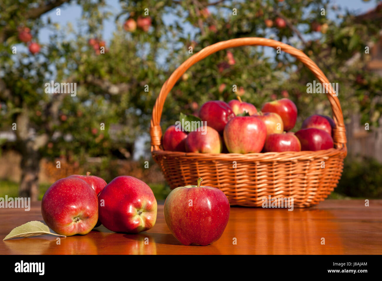 agriculture, farming, apple tree, fruit, apples, apple, dessert fruit ...