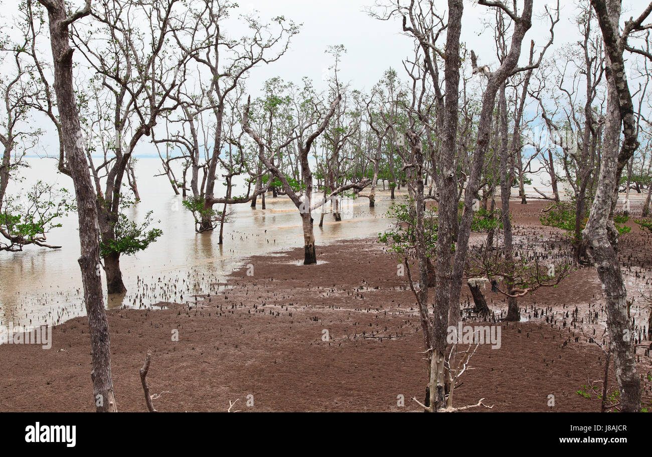 tree, borneo, salt water, sea, ocean, water, tree, asia, wild, beach ...