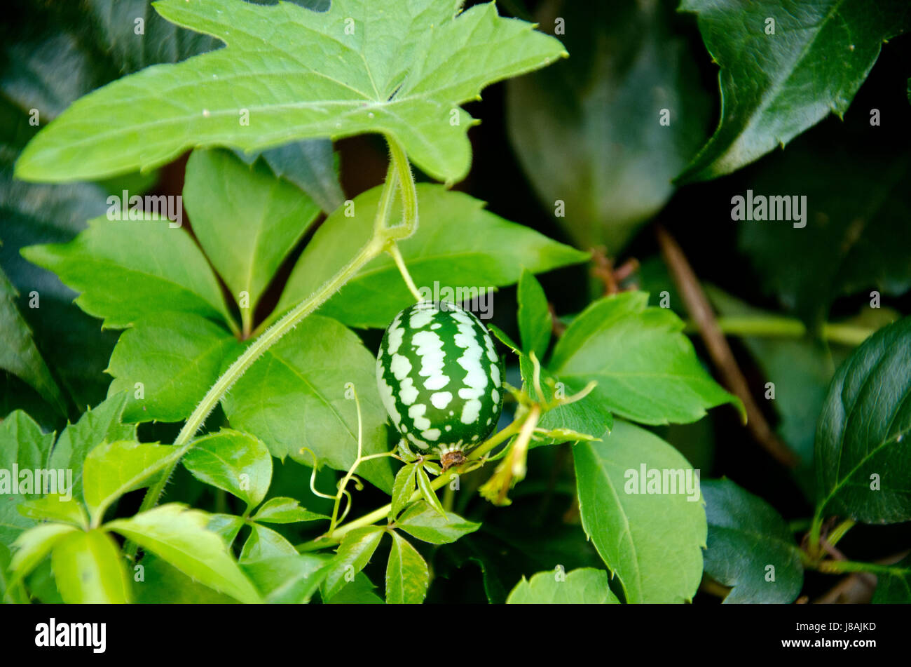 garden, green, fruit, cucumber, vegetable, cultivation, gardens ...