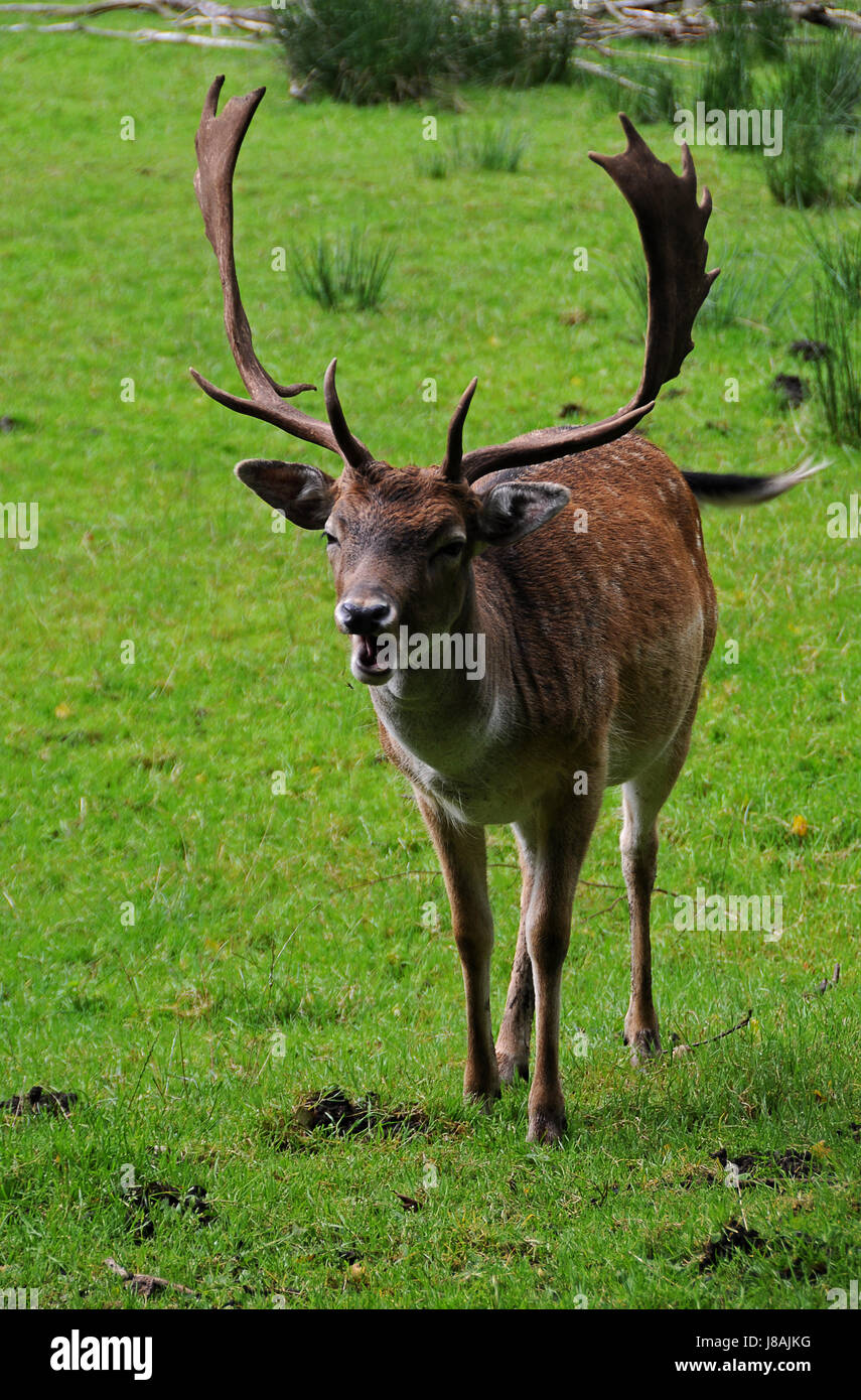 wild, buck, horns, antlers of a stag, meadow, grass, lawn, green, roe ...