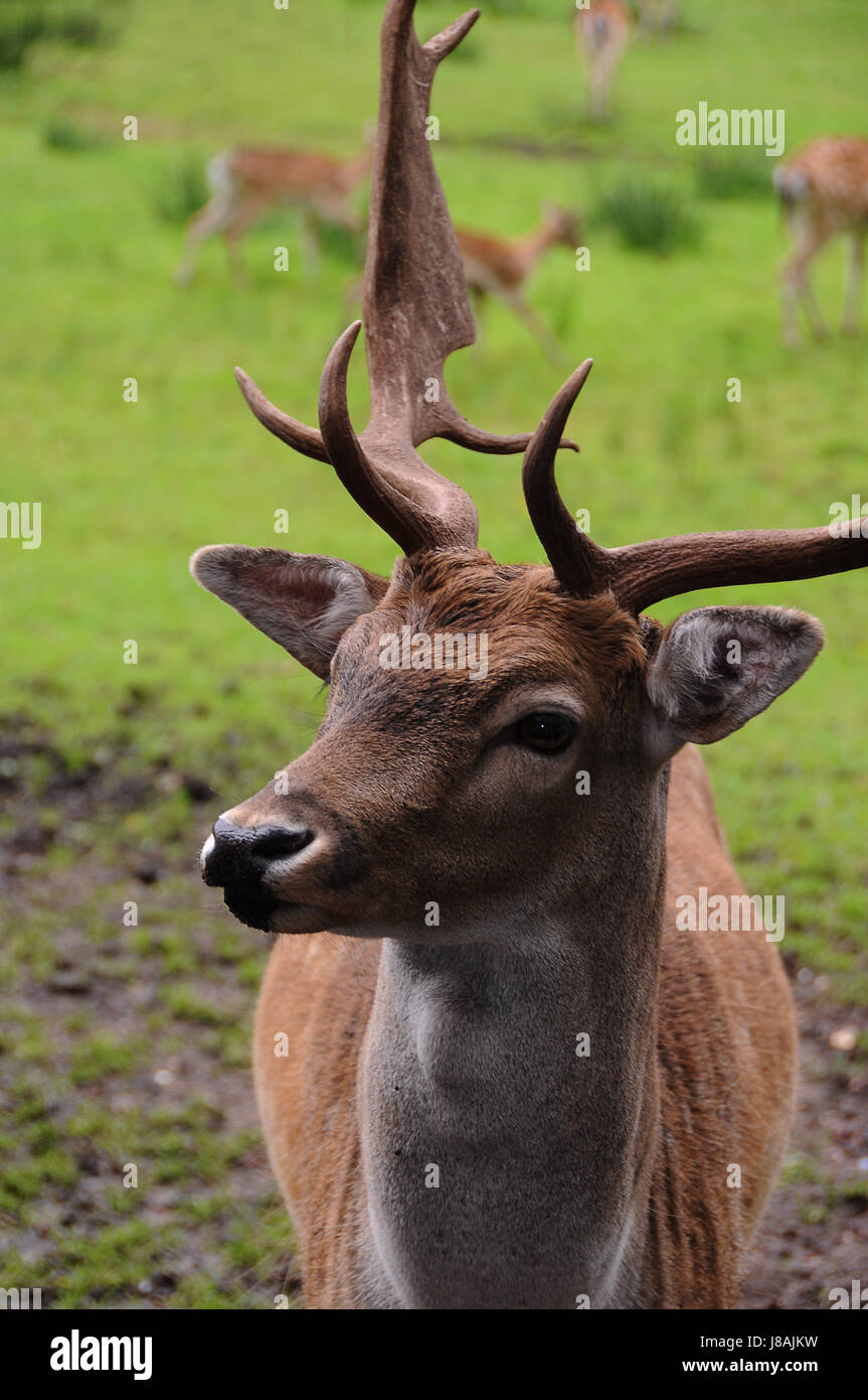 wild, portrait, animal portrait, horns, roe, hart, stag, wild, portrait ...