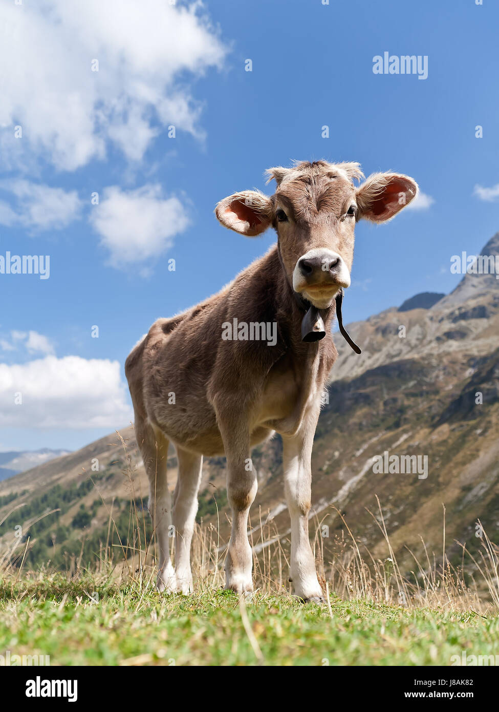 blue, cloud, alps, alp, portrait, cow, calf, mountain, blue, face, alps ...