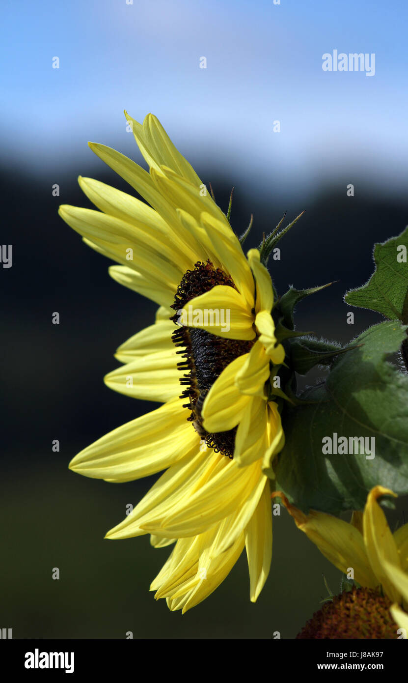 blue, flower, plant, green, leaves, sunflower, side view, firmament ...