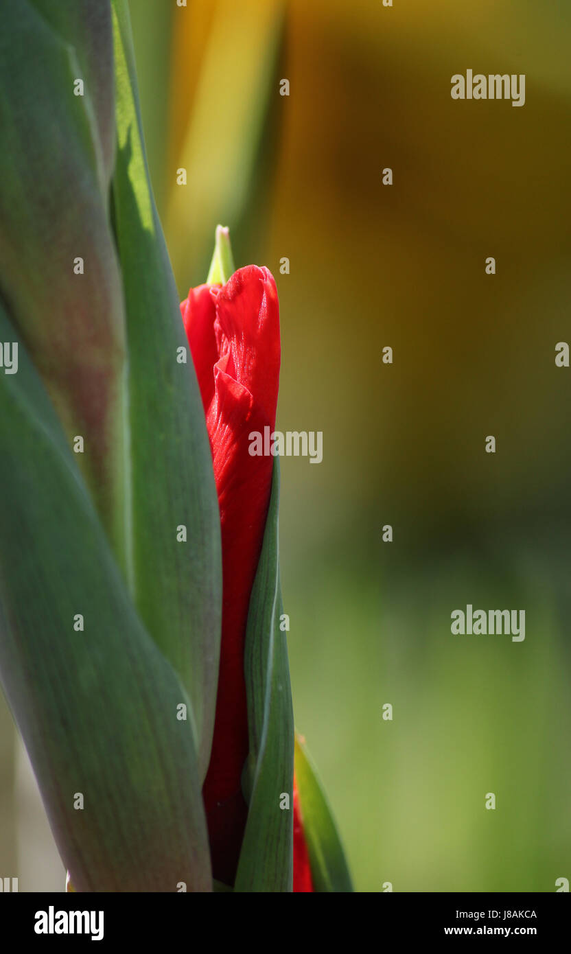 flower, plant, green, leaves, blossoms, bud, gladiolus, bleed, plants ...