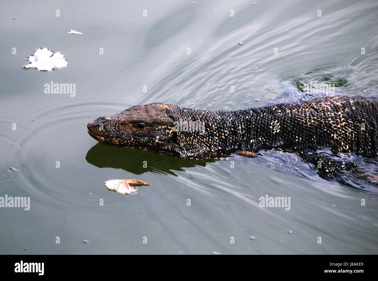 Swimming water monitor hi-res stock photography and images - Alamy