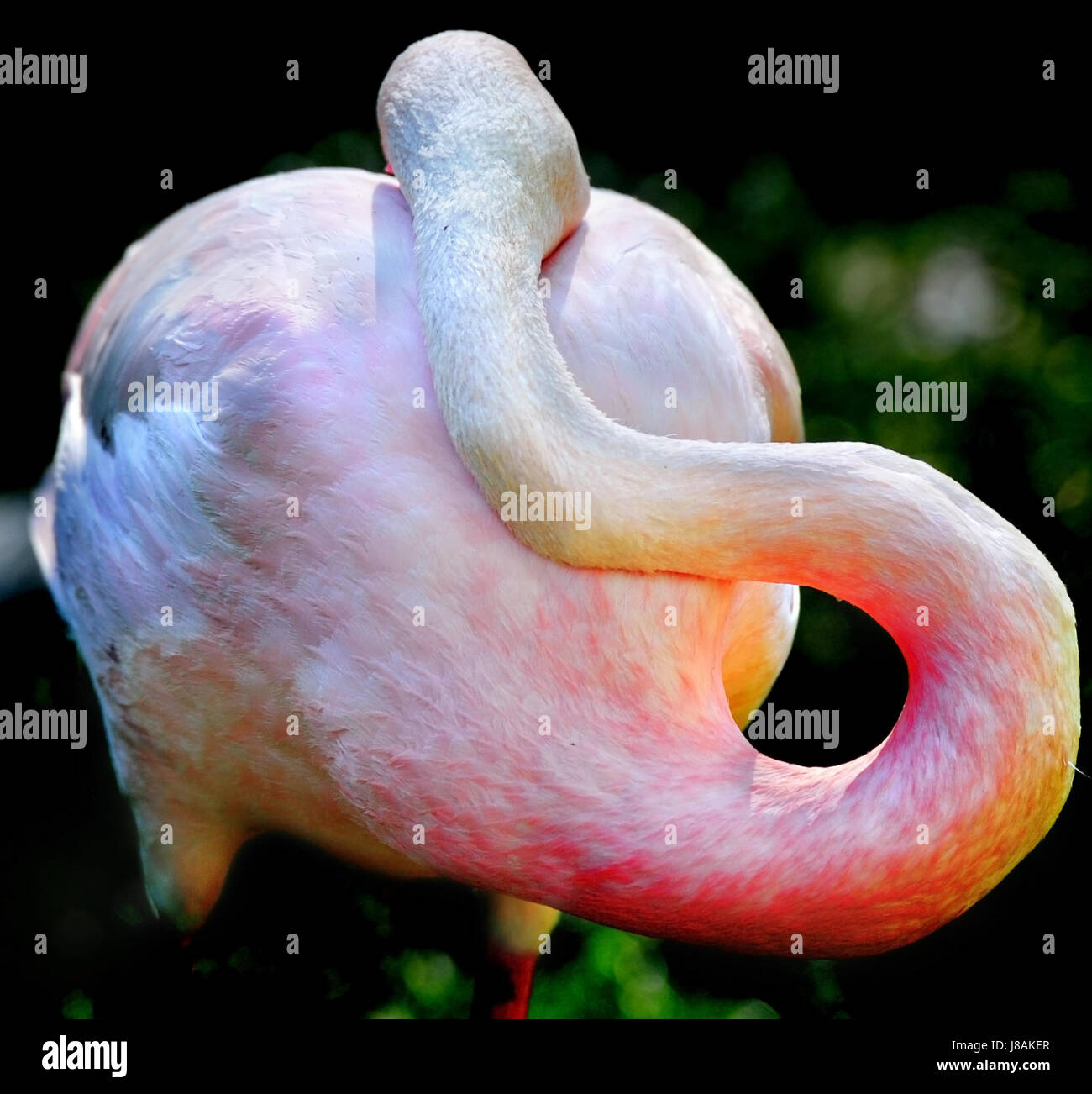 pink, flamingo, legs, detail, male, masculine, coloured, colourful ...