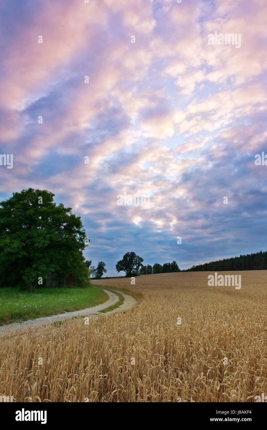 sunset, field, landscape, scenery, countryside, nature, clouds ...