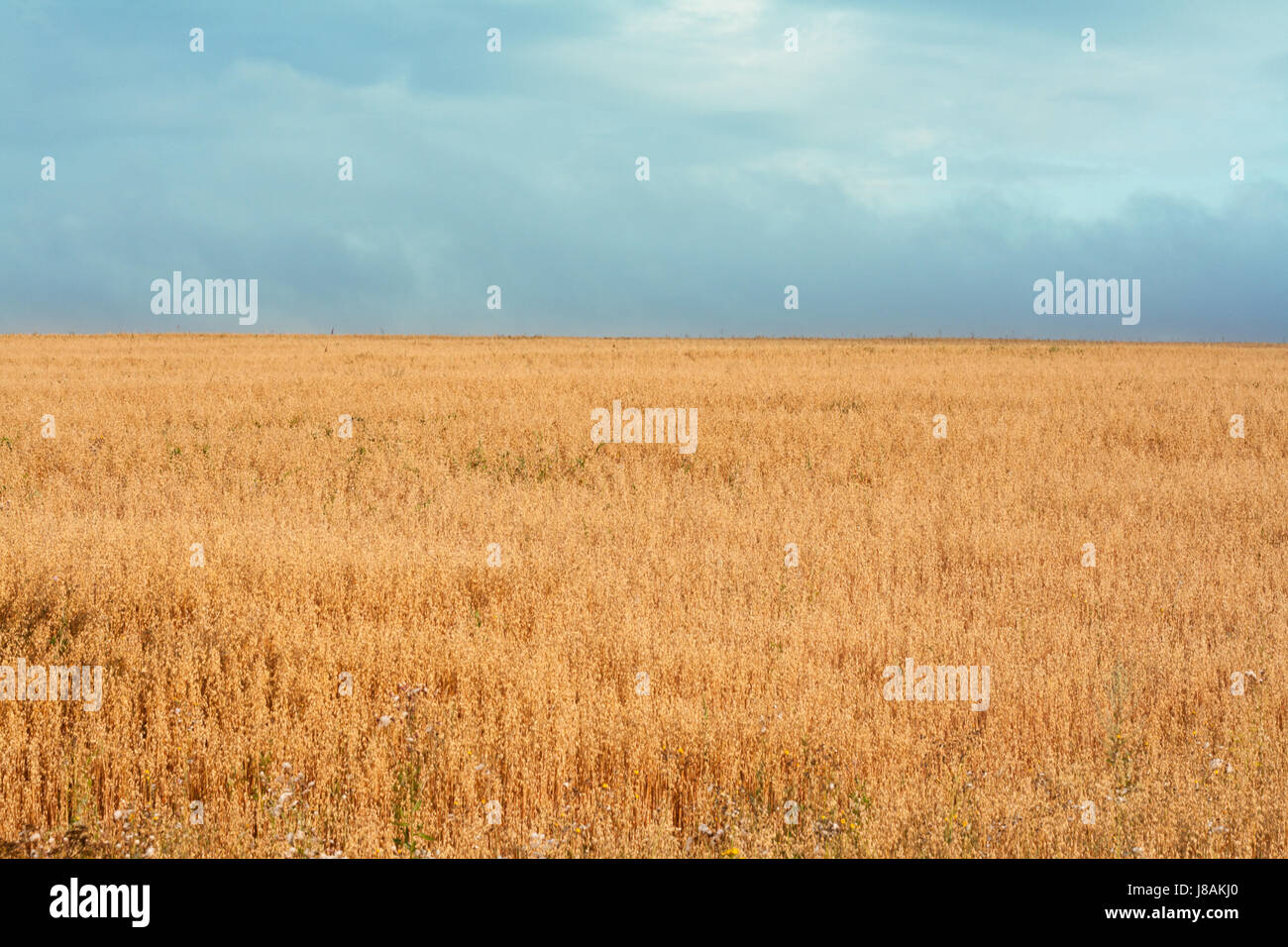 agriculture, farming, field, wheat, farm, grow, landscape, scenery ...