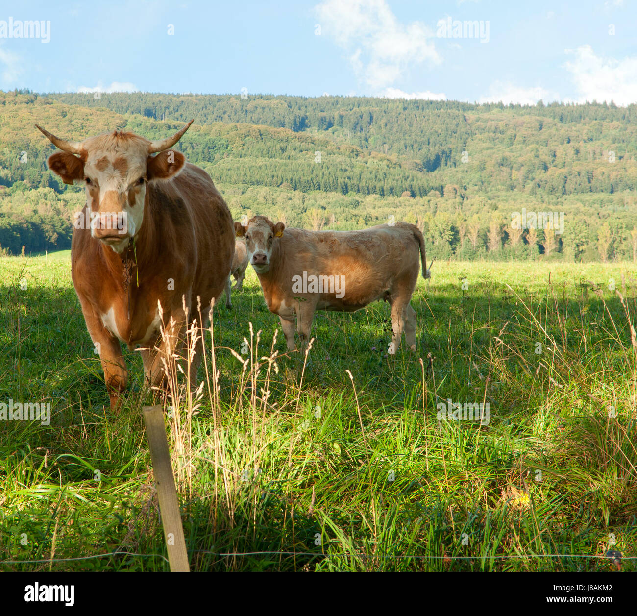 food, aliment, animal, mammal, bull, agriculture, farming, cow, herd ...