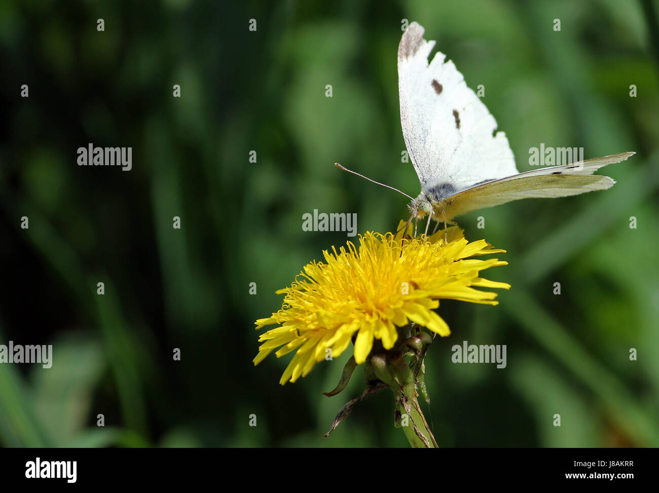 animal, insect, green, butterfly, eye, organ, wing, grasses, dandelion ...