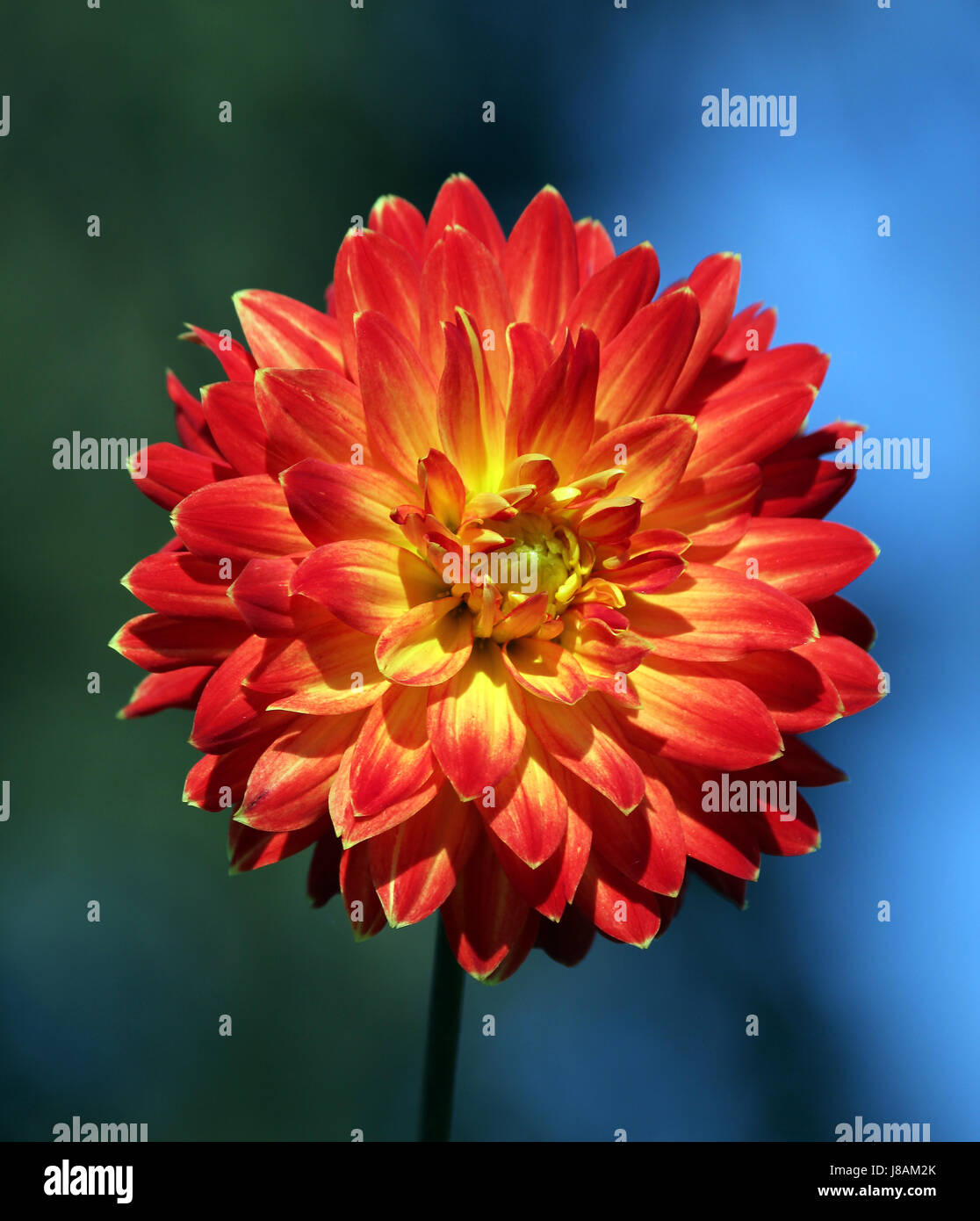 blue, flower, plant, bloom, blossom, flourish, flourishing, leaves ...