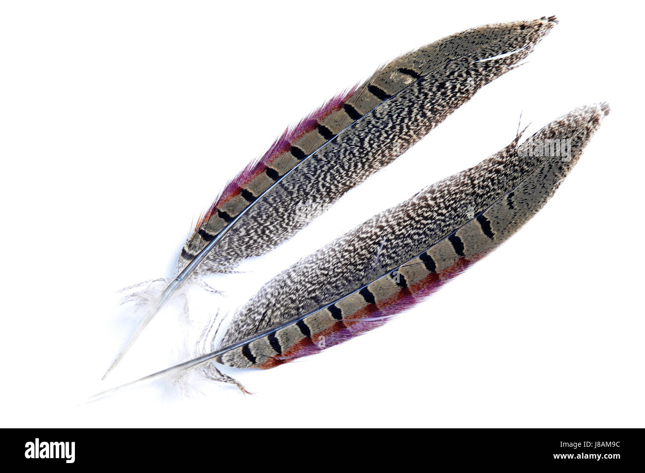 object, bird, wing, feather, fly, flies, flys, flying, texture, object ...