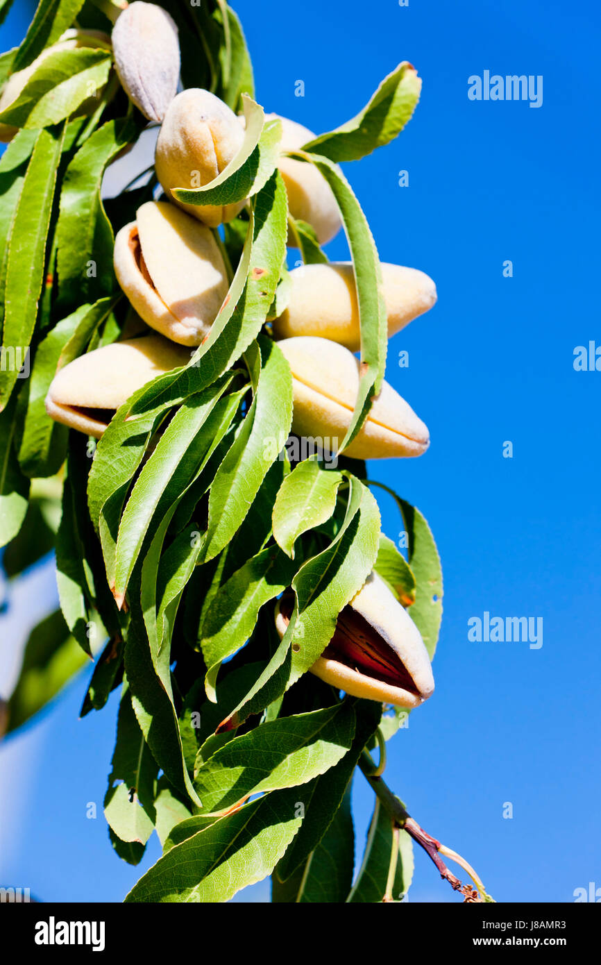 still life, food, aliment, tree, leaves, agriculture, farming, flora ...