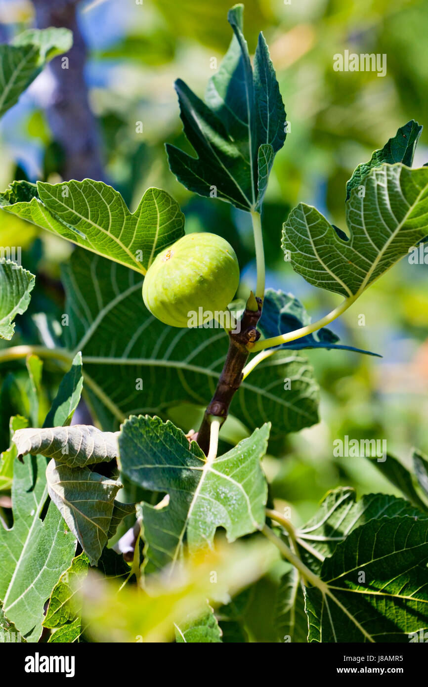 food, aliment, tree, leaves, agriculture, farming, flora, harvest ...