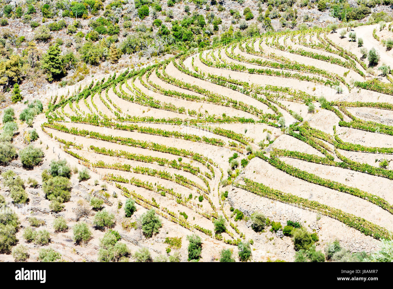 agriculture, farming, flora, europe, vineyard, outside, portugal ...