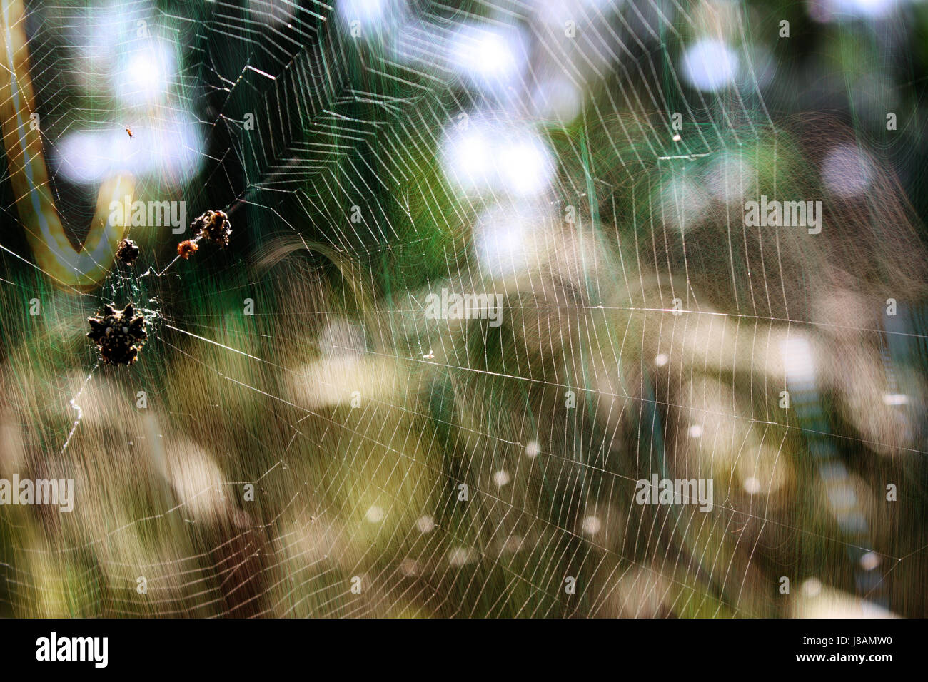 insect, spider, details, bug, pattern, trap, spiderweb, detailed ...
